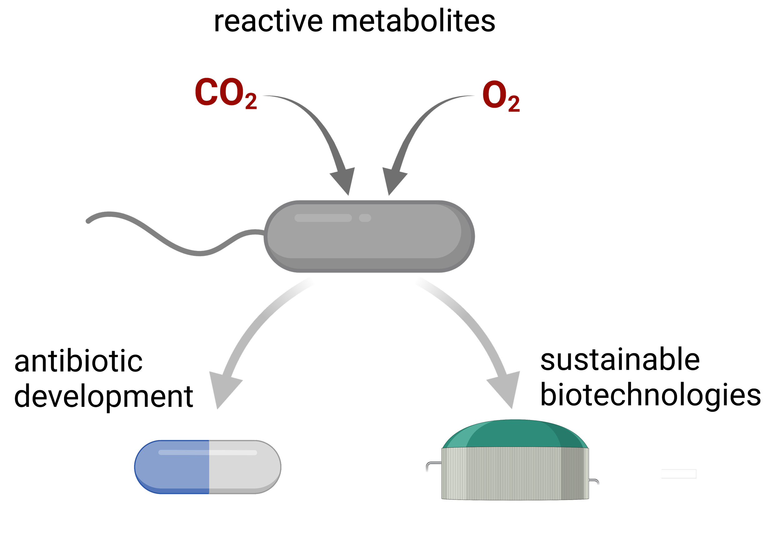 King Laboratory: Microbial Metabolite Sensing — Research