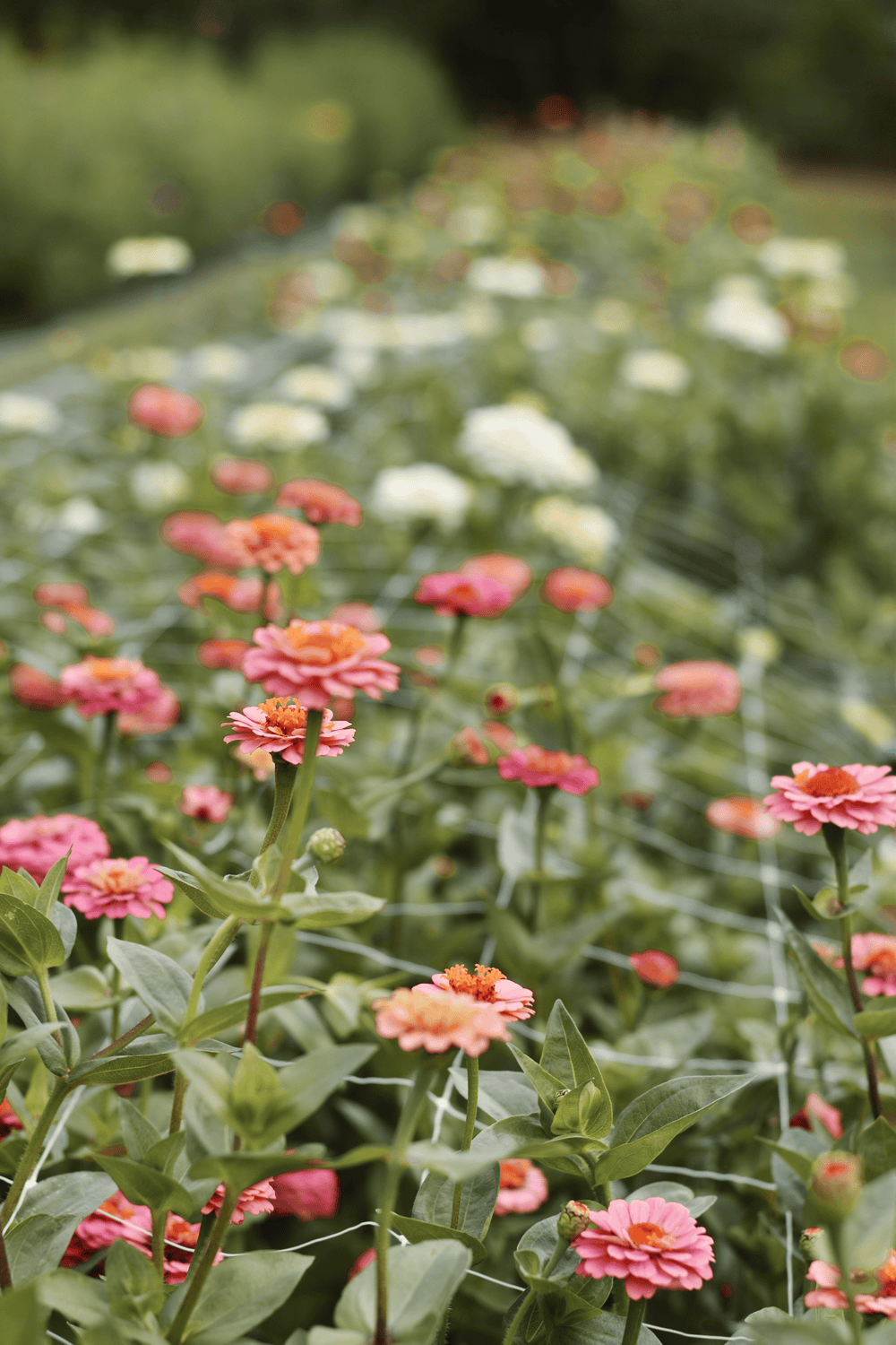 Local Flowers - Archer's Acres