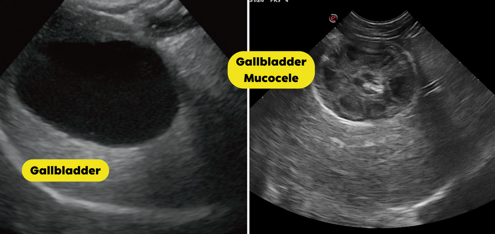膽囊黏液囊腫 Gallbladder Mucocele (難度: ★★★★) — Nerdy Vet Nurse