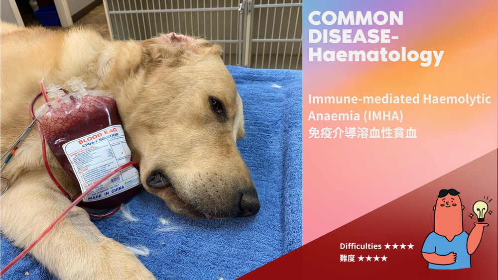 免疫介導溶血性貧血 Immune-mediated Haemolytic Anaemia (IMHA) (難度: ★★★★) — Nerdy ...