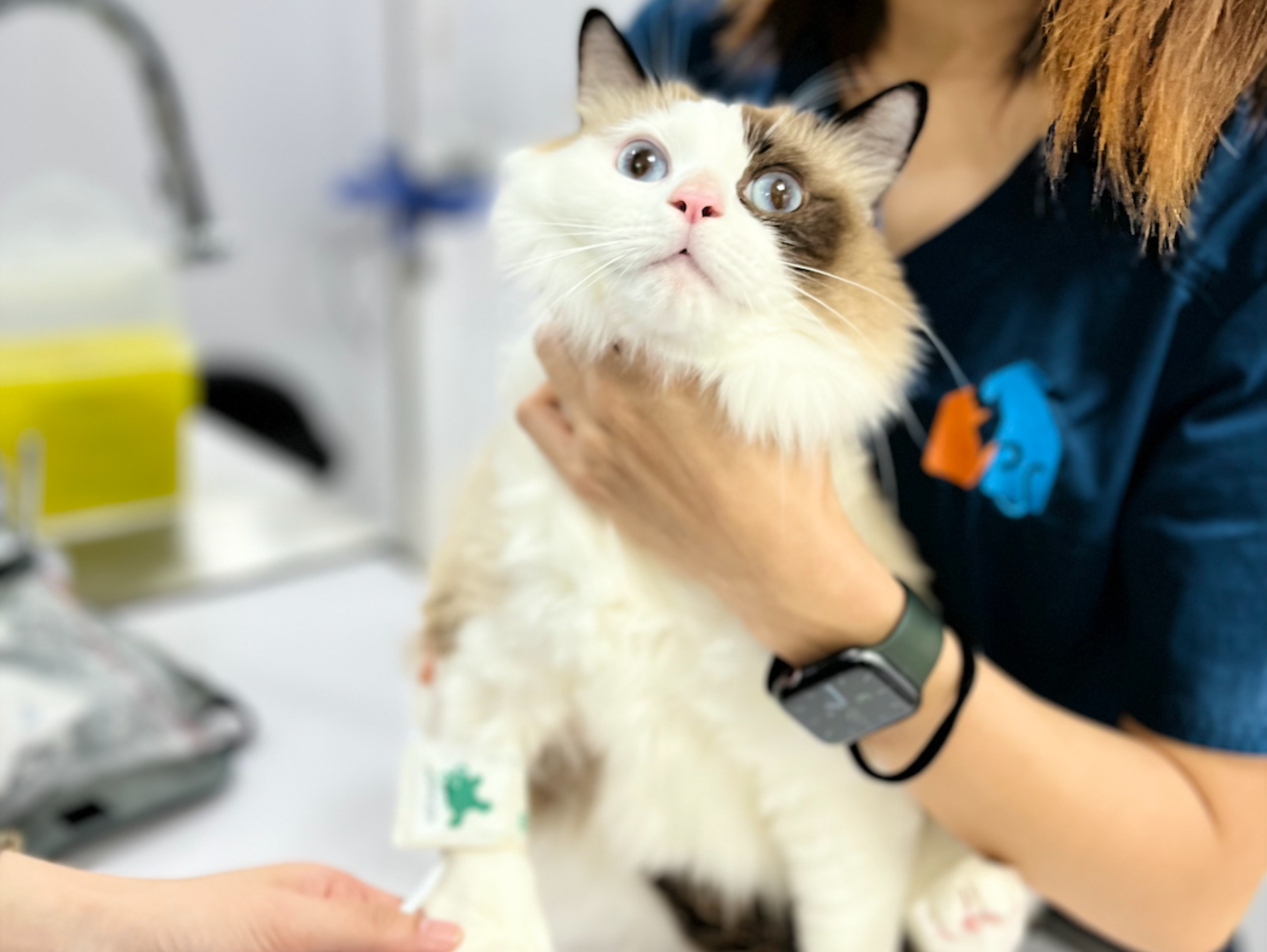 New Clinic Set Up — Nerdy Vet Nurse