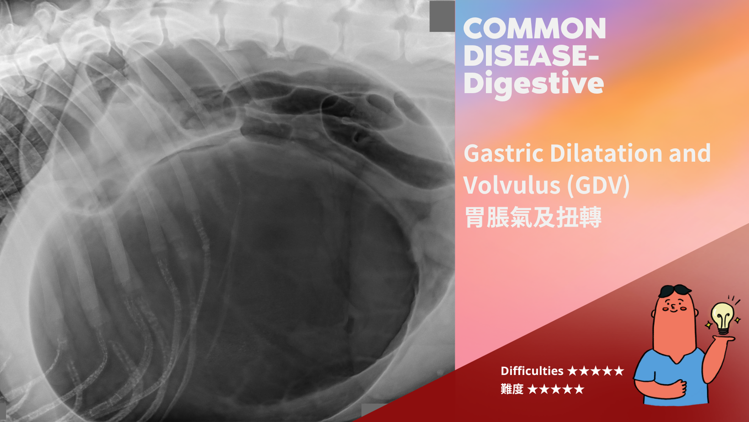 胃脹氣及扭轉 GDV- Gastric Dilatation and Volvulus (難度: ★★★★ ★) — Nerdy Vet Nurse