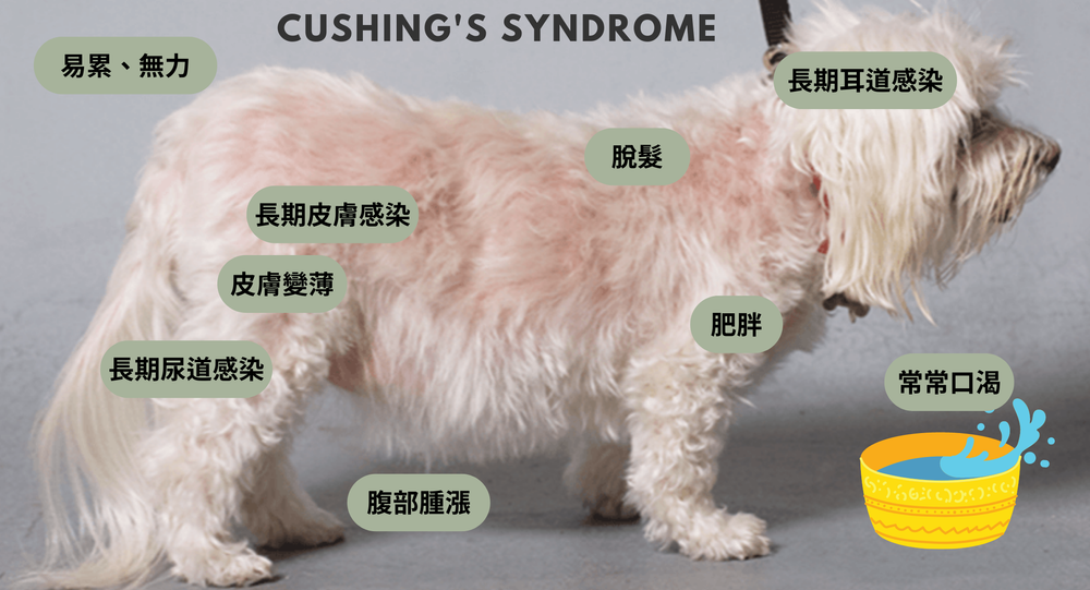 腎上腺皮質激素亢進 Hyperadrenocorticism (Cushing’s Syndrome) (難度: ★★★ ★) — Nerdy ...