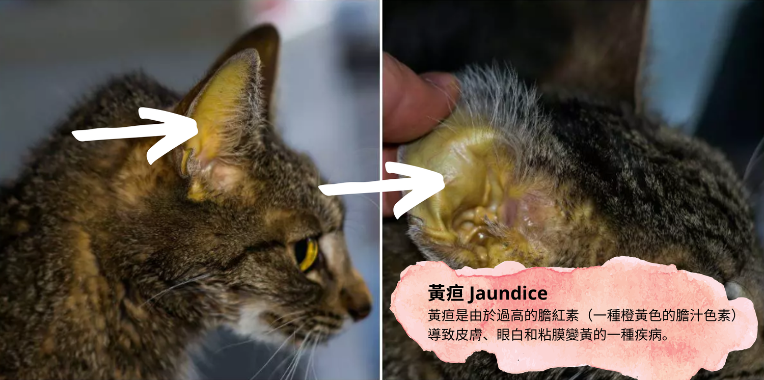 黃疸 Icterus (Jaundice) (難度: ★★★) — Nerdy Vet Nurse