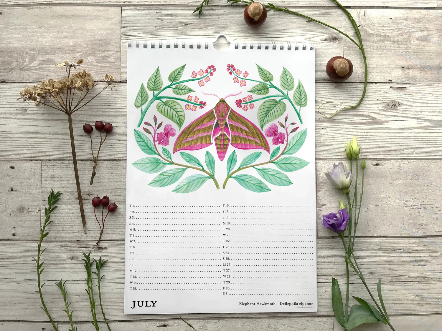 2021 British Moths Calendar. — Samantha Dolan - Art & Illustration