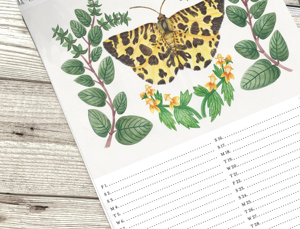 2021 British Moths Calendar. — Samantha Dolan - Art & Illustration