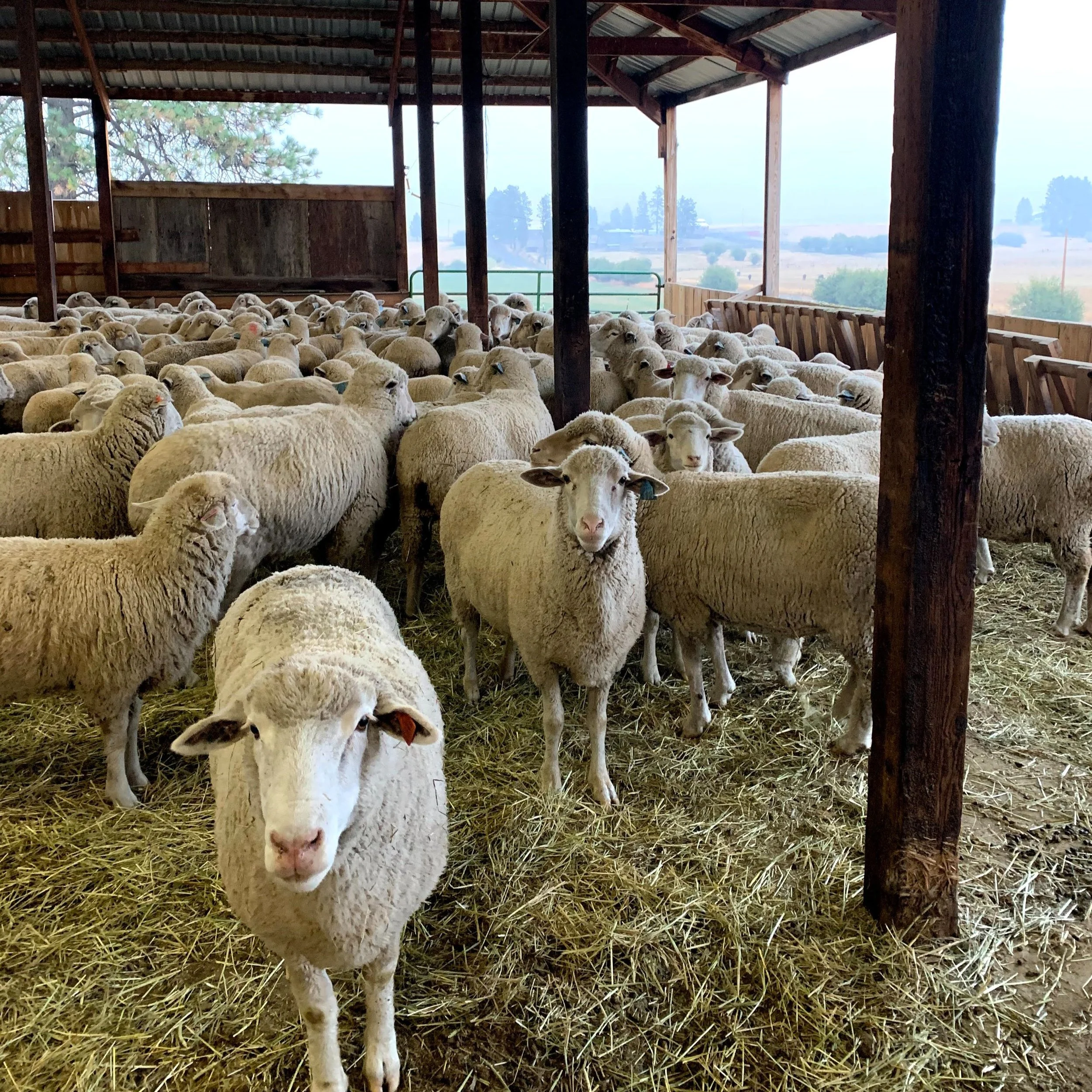 Winchester Ridge Farm | Pastured Lamb | Rotationally Grazed | USDA ...