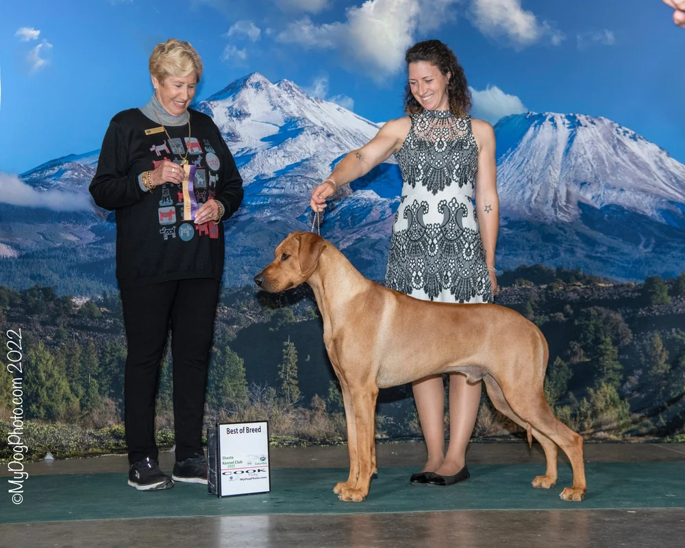 Pupukearidge Rhodesian Ridgebacks