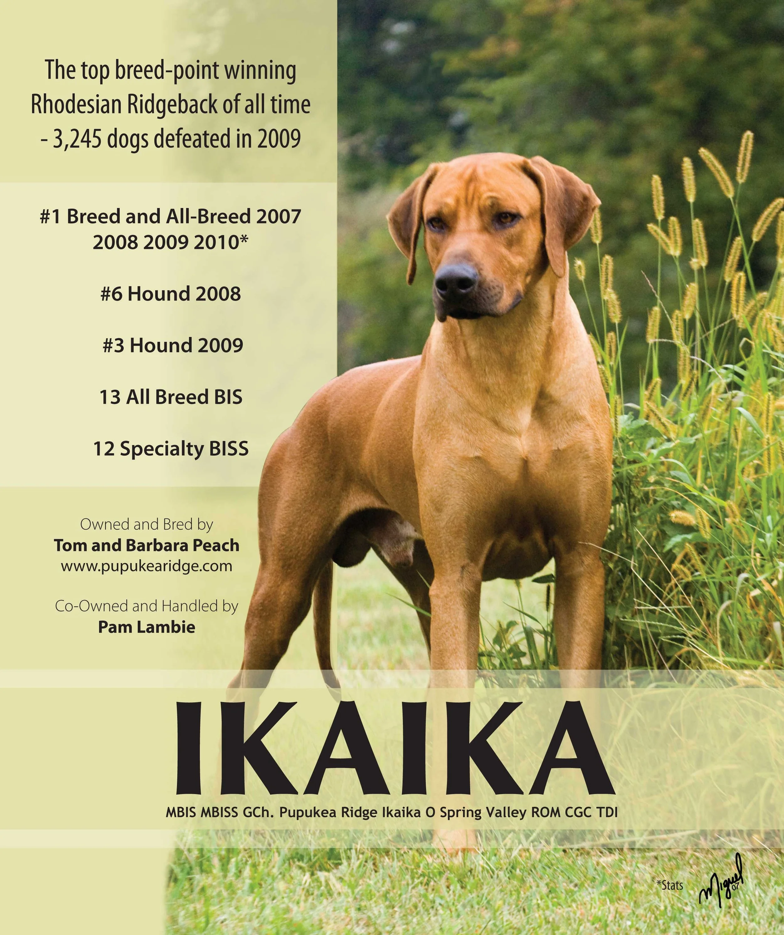 Pupukearidge Rhodesian Ridgebacks