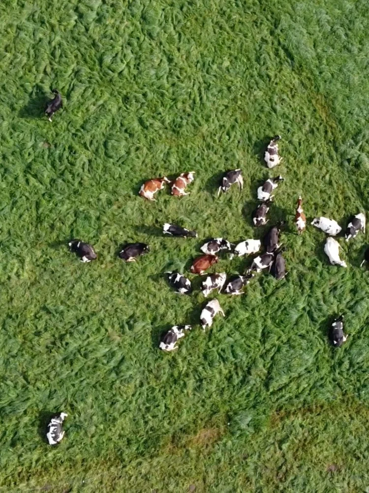 REGENERATIVE AGRICULTURE — Jasper Hill Farm