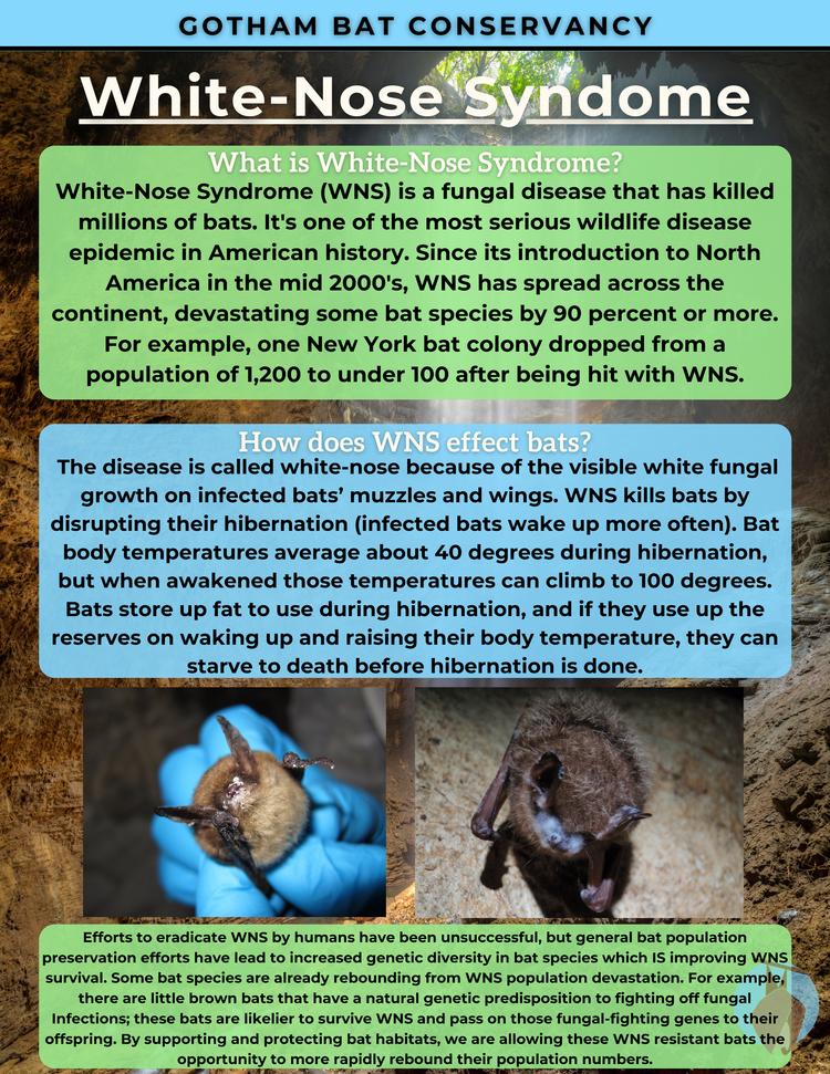 Gotham Bat Conservancy