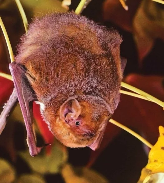 Gotham Bat Conservancy