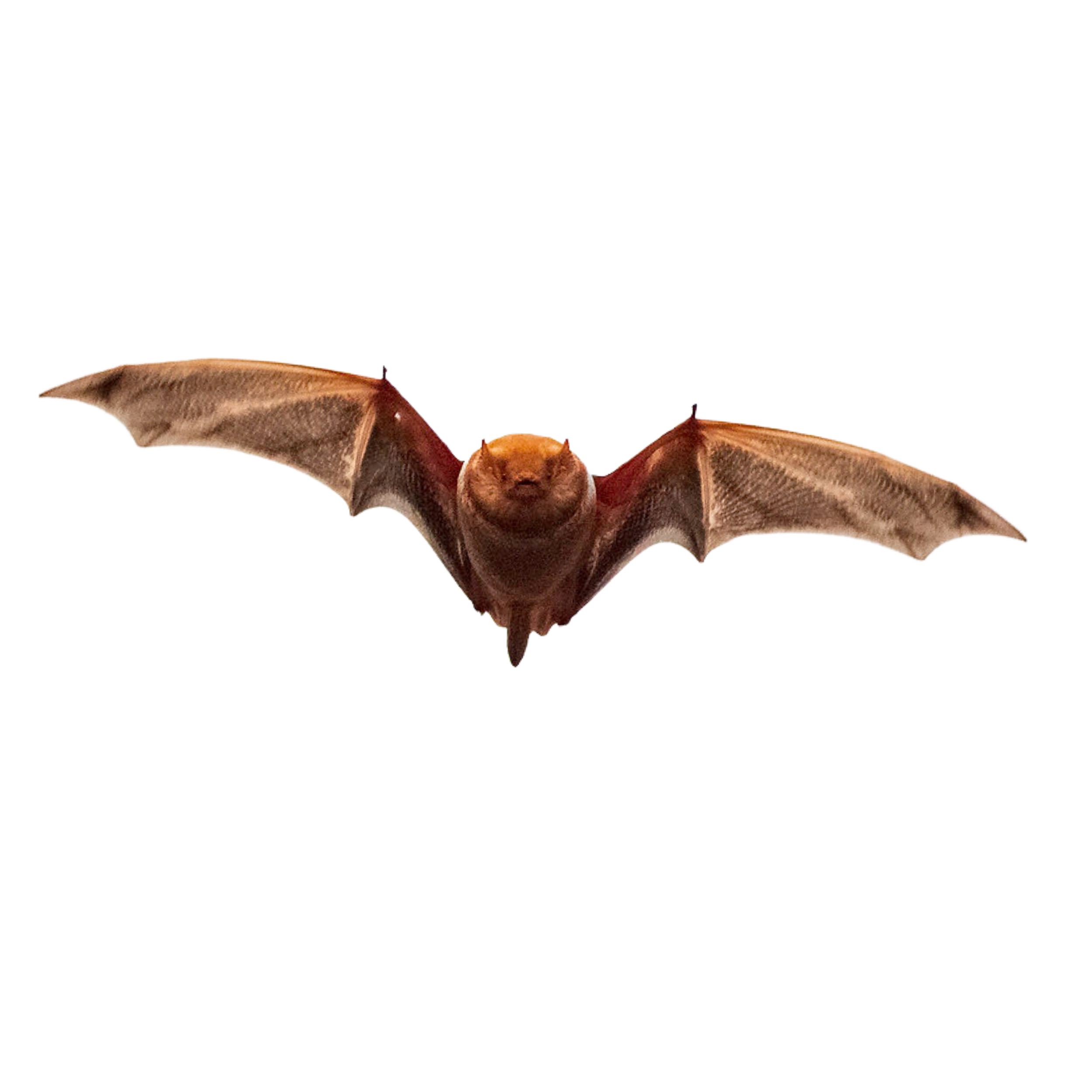 Gotham Bat Conservancy