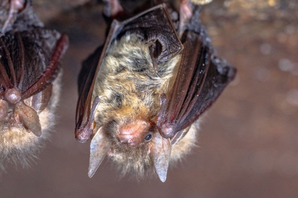 Gotham Bat Conservancy's Resources