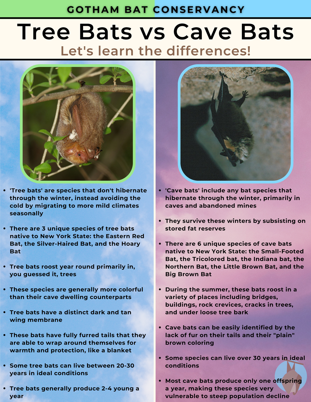 Gotham Bat Conservancy's Resources