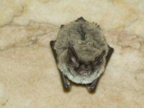 Gotham Bat Conservancy