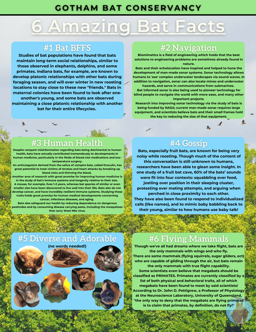 Gotham Bat Conservancy's Resources