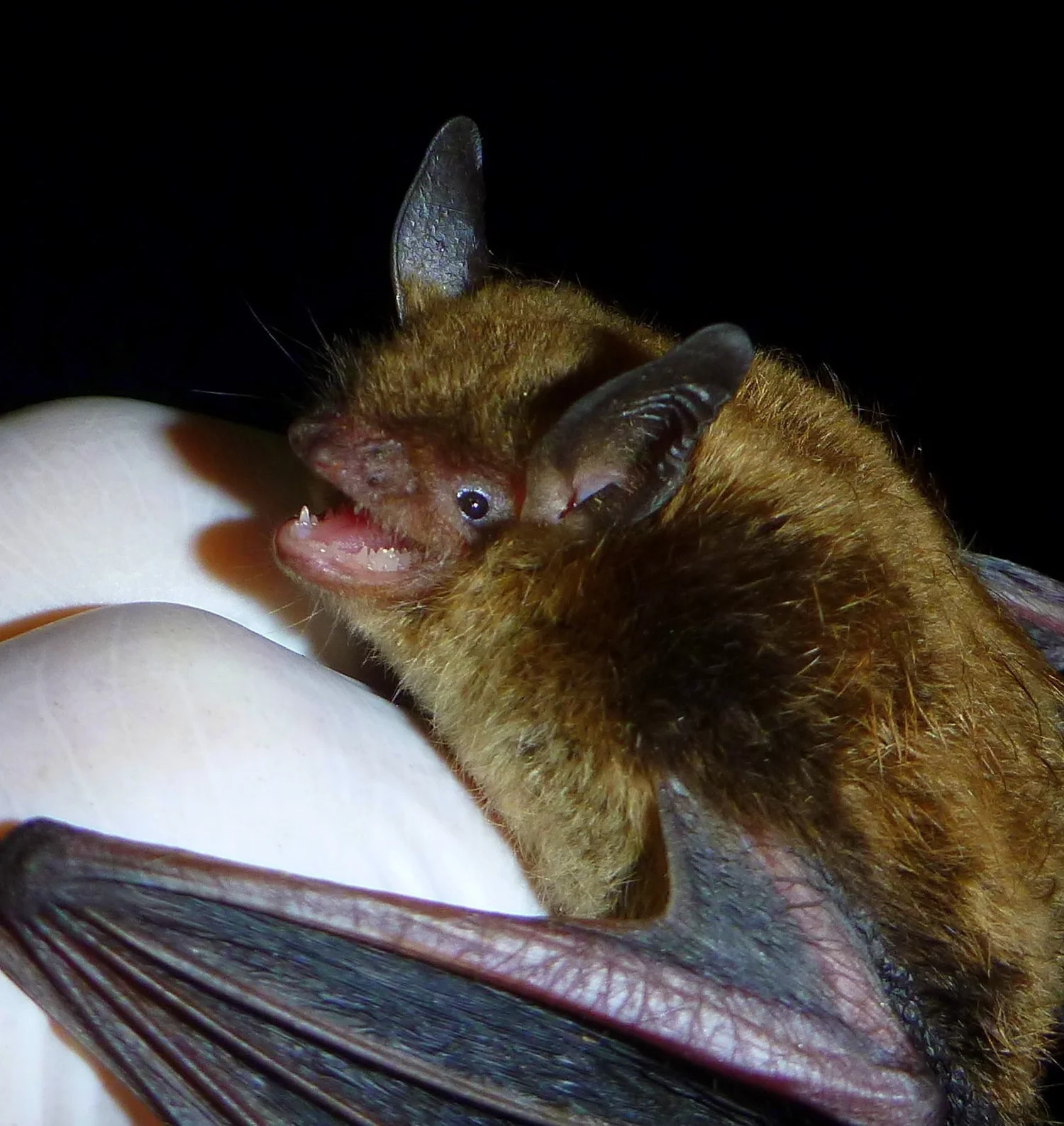 Gotham Bat Conservancy
