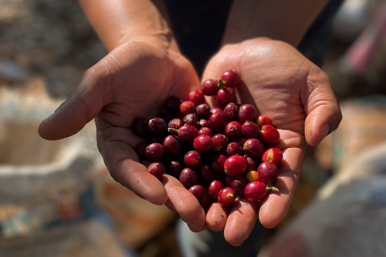 Co-Fermented Specialty Coffee Explained — Bonlife Coffee