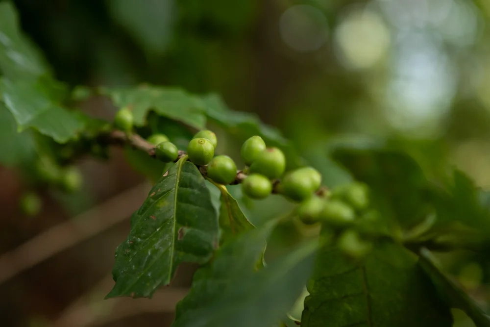 How Altitude Affects the Taste of Coffee — Bonlife Coffee