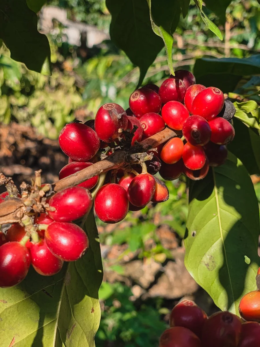 M.A.S.L.: How Altitude Affects the Taste of Coffee — Bonlife Coffee