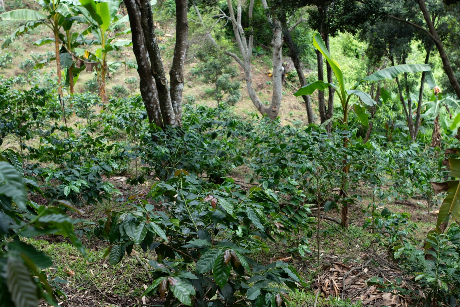 How Altitude Affects the Taste of Coffee — Bonlife Coffee