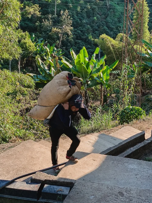 What is Direct Trade Specialty Coffee? — Bonlife Coffee