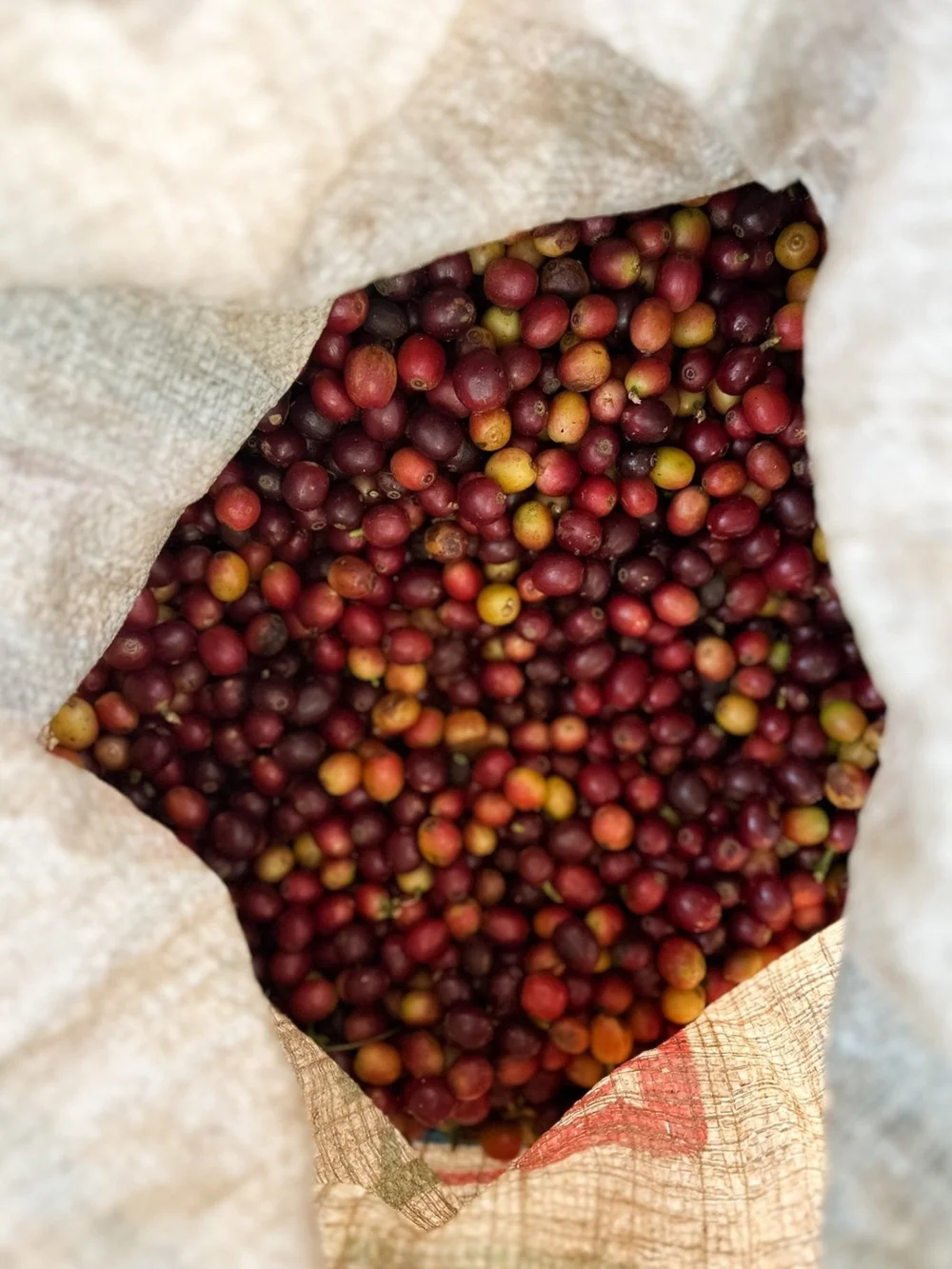 M.A.S.L.: How Altitude Affects the Taste of Coffee — Bonlife Coffee