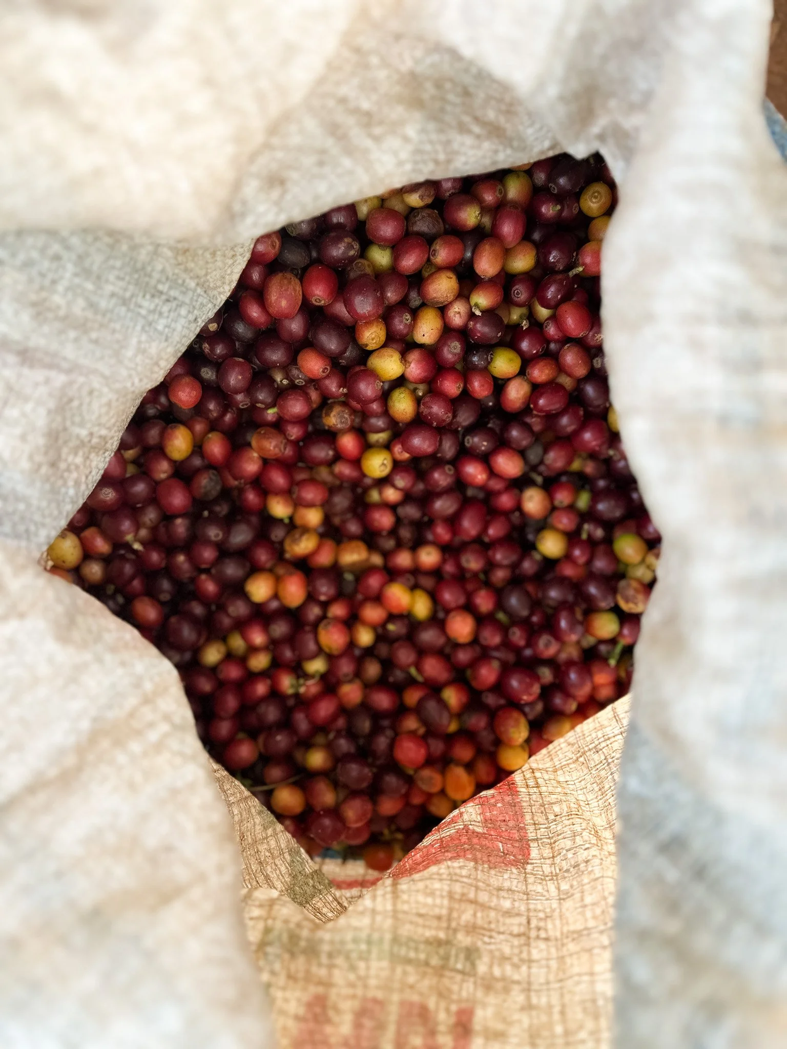 Co-Fermented Specialty Coffee Explained — Bonlife Coffee