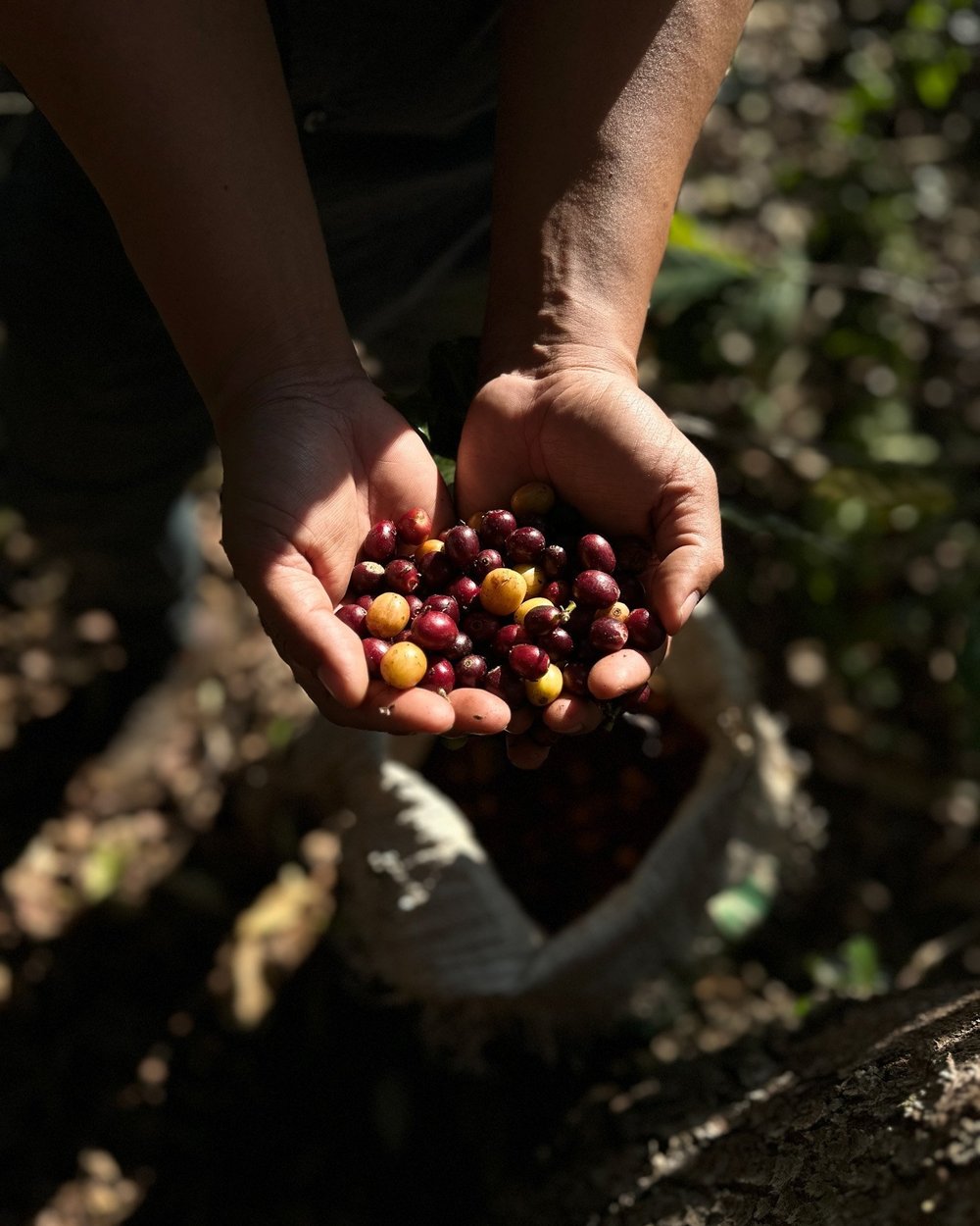 What is Co-Fermented Coffee? — Bonlife Coffee