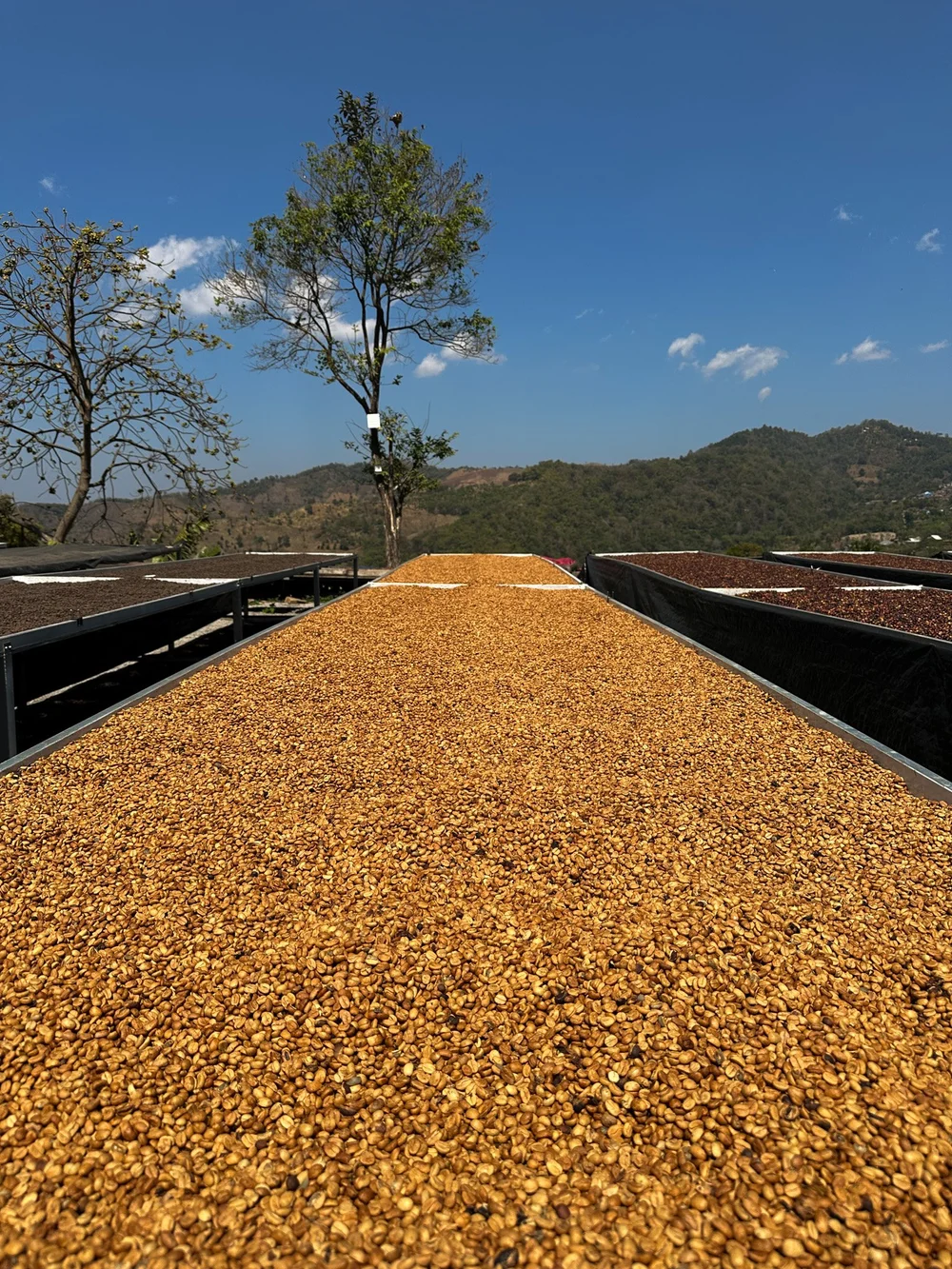 An Origin Trip to Thailand — Bonlife Coffee