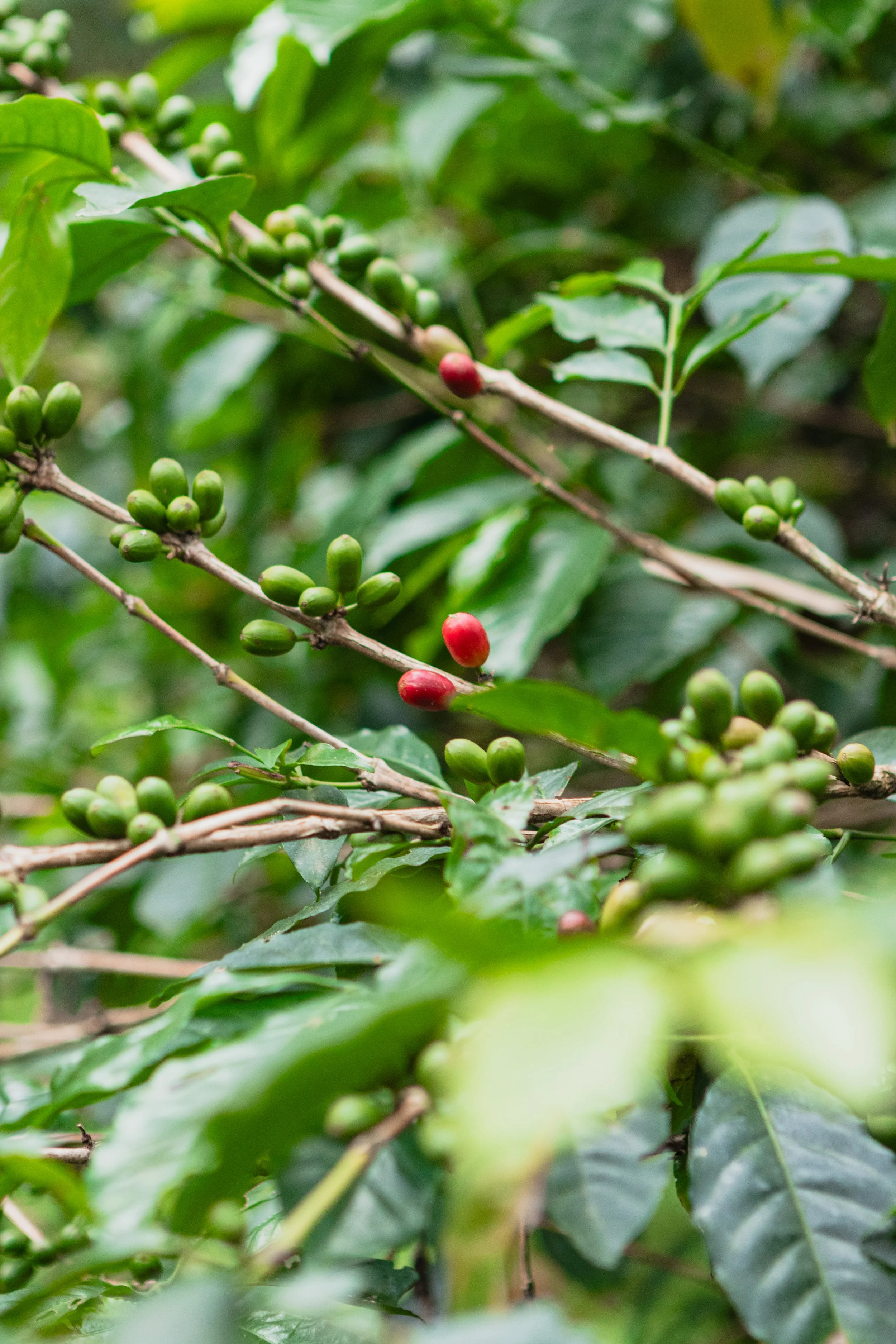 A Look at a Coffee Farm Visit — Bonlife Coffee