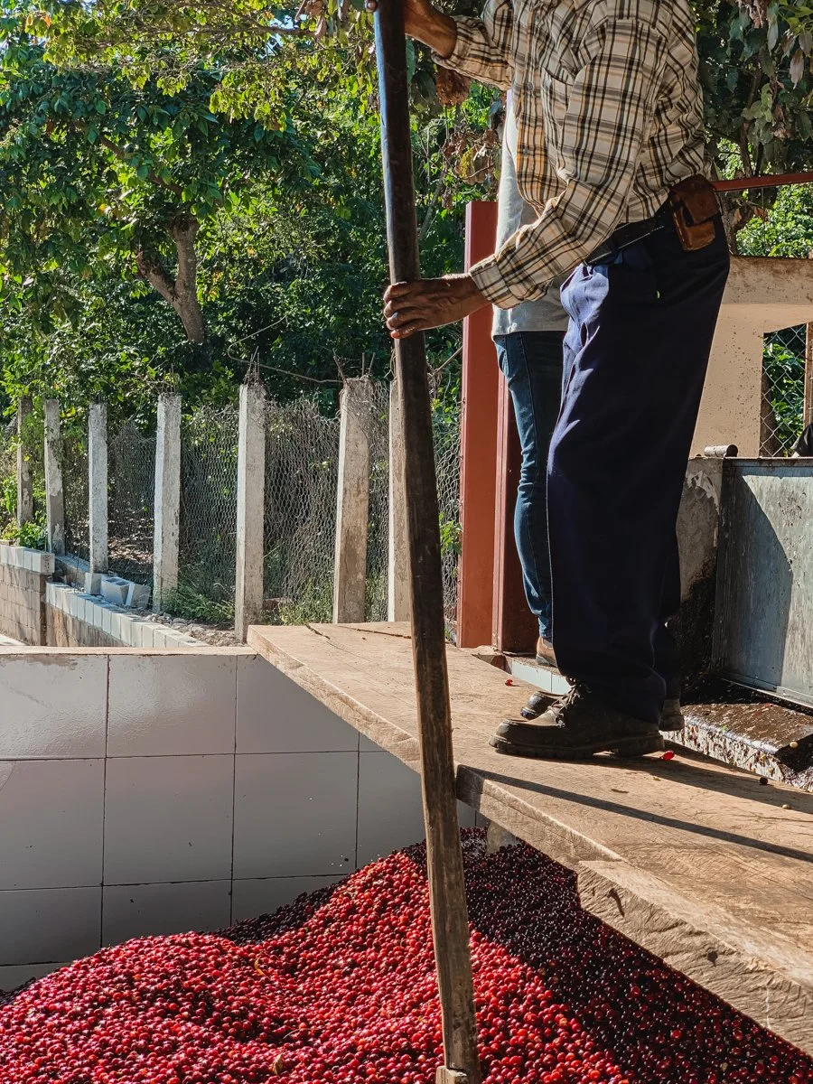 What is Direct Trade Specialty Coffee? — Bonlife Coffee