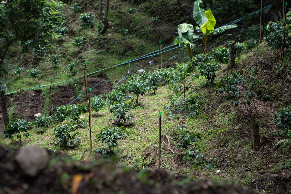 How Altitude Affects the Taste of Coffee — Bonlife Coffee