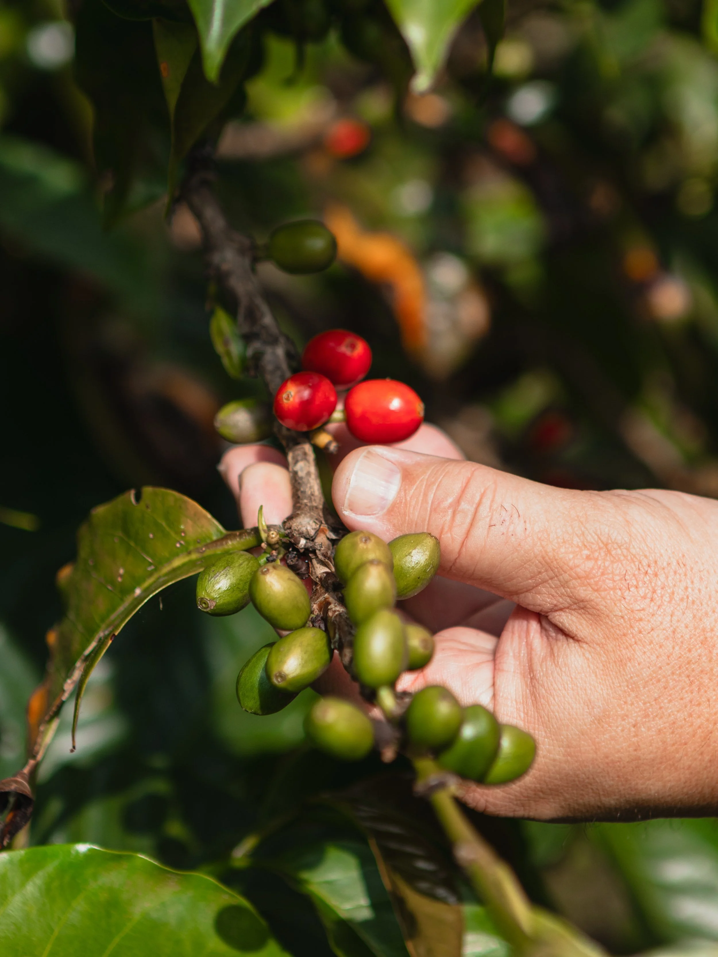 M.A.S.L.: How Altitude Affects the Taste of Coffee — Bonlife Coffee