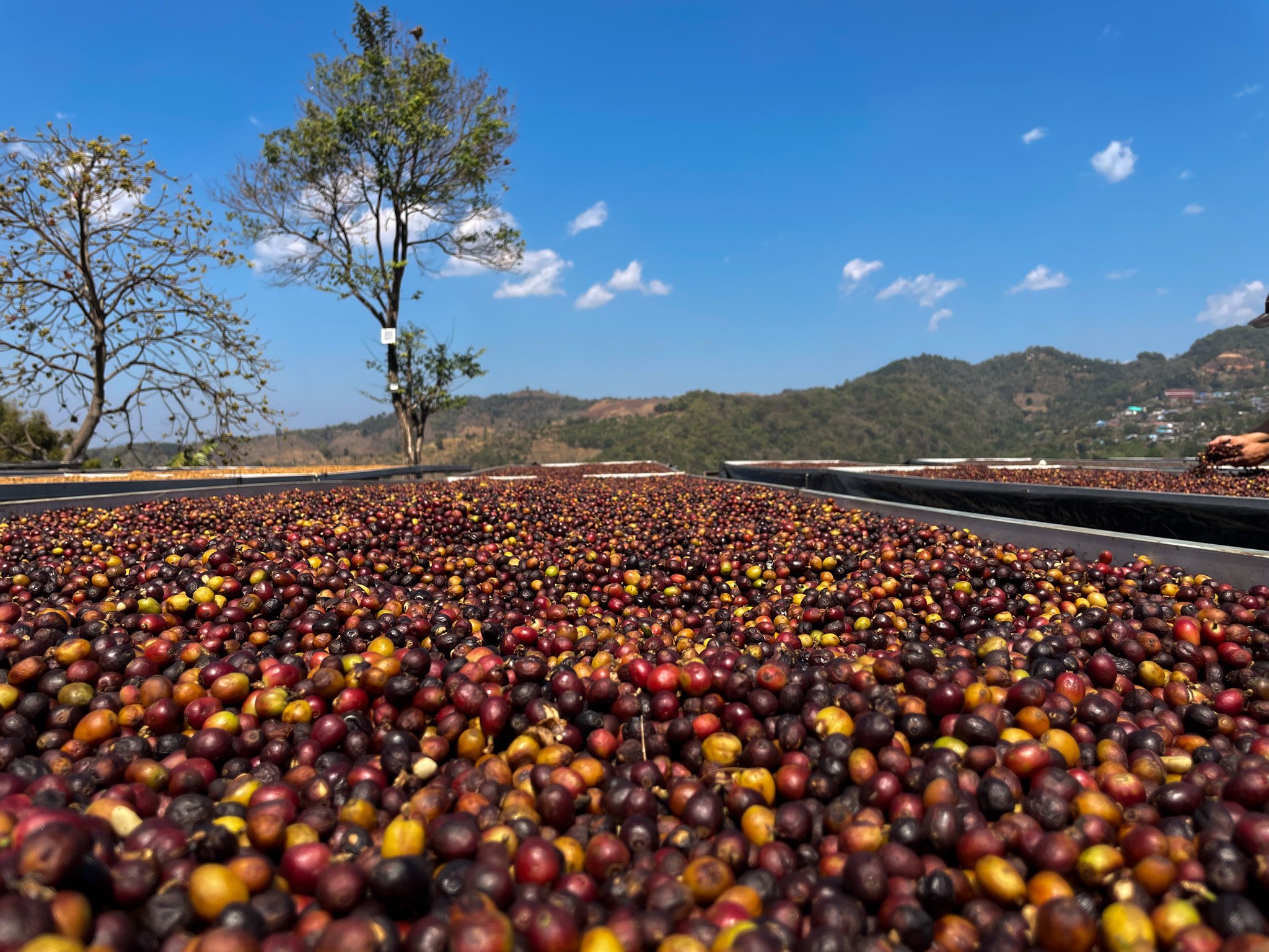 M.A.S.L.: How Altitude Affects the Taste of Coffee — Bonlife Coffee