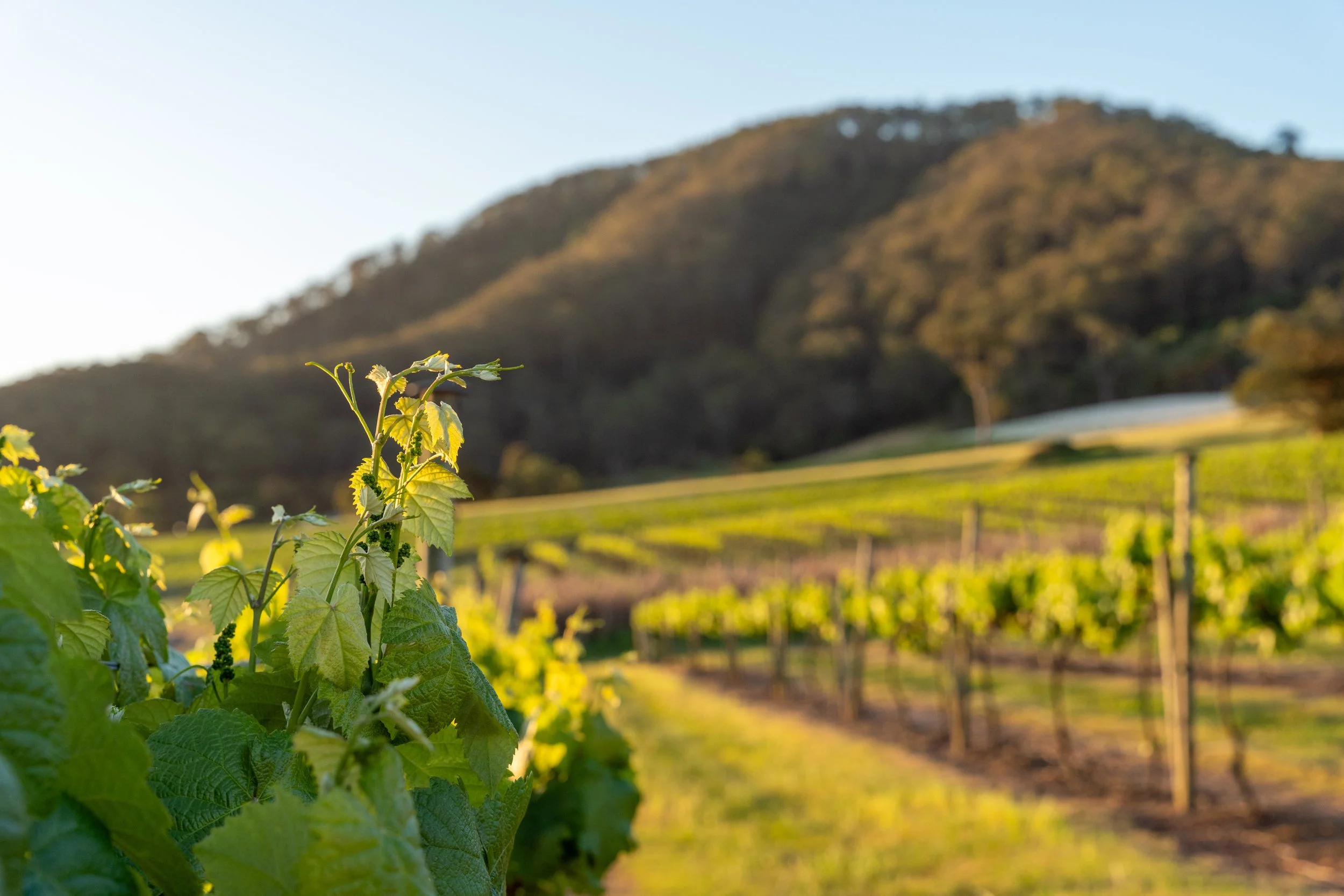 Cellar Door | Discover & Taste Today — Coolangatta Estate