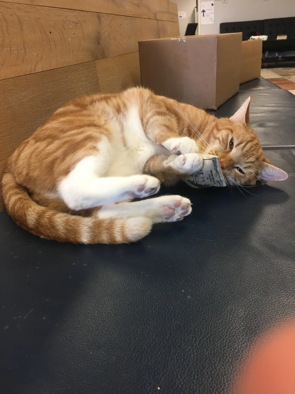 Our Cats — Kitty Cat Cafe and Adoption Lounge