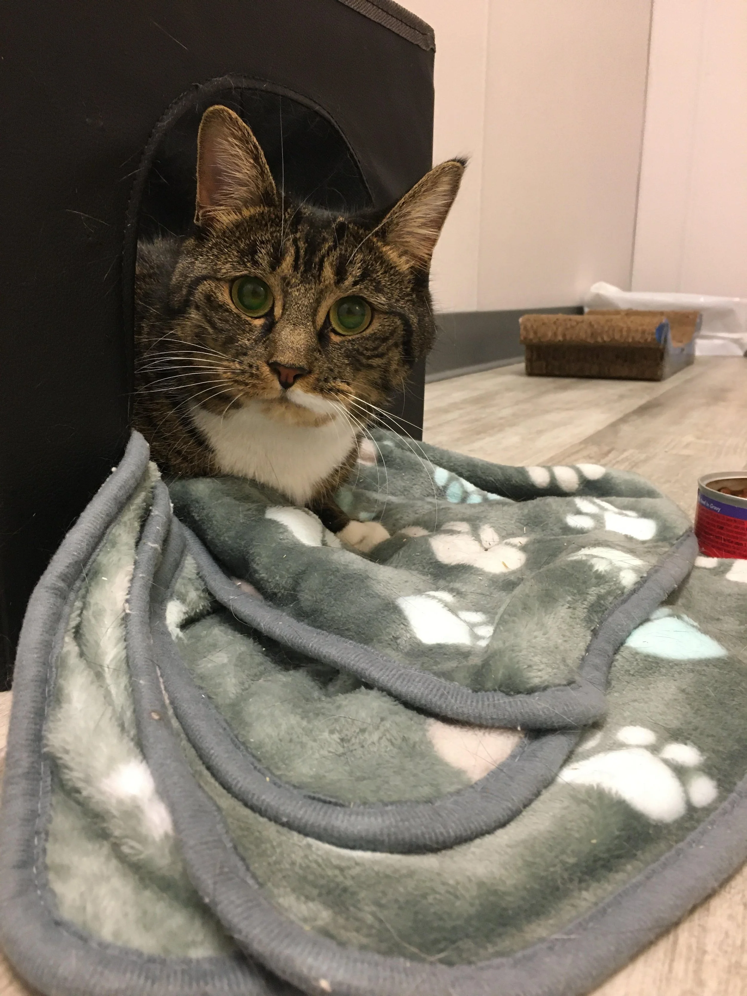 Our Cats — Kitty Cat Cafe and Adoption Lounge