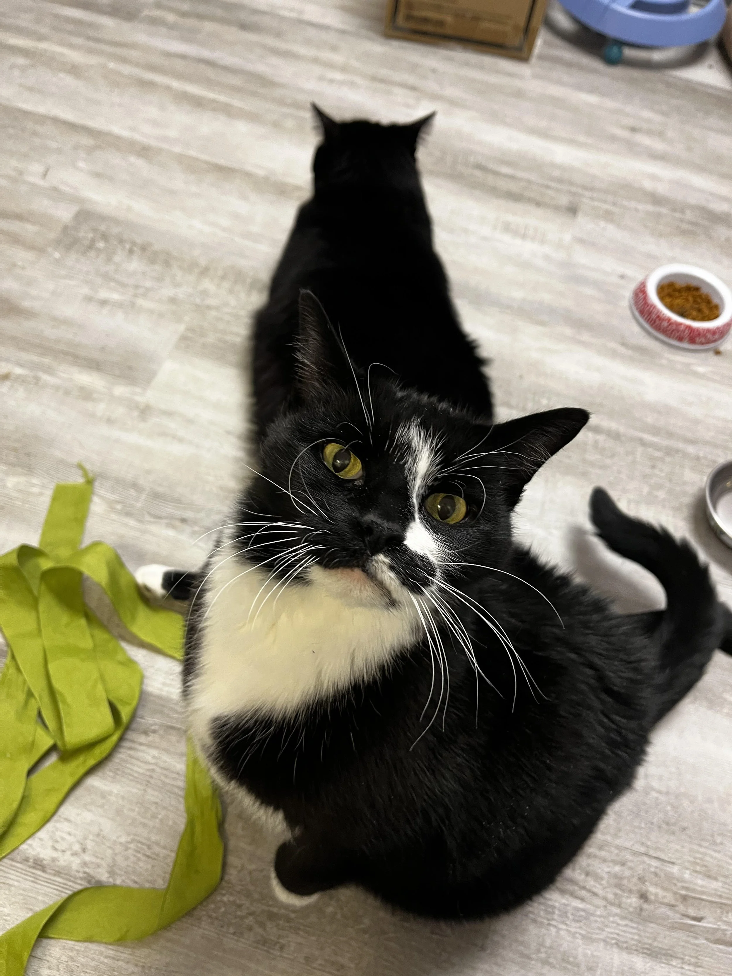 Our Cats — Kitty Cat Cafe and Adoption Lounge