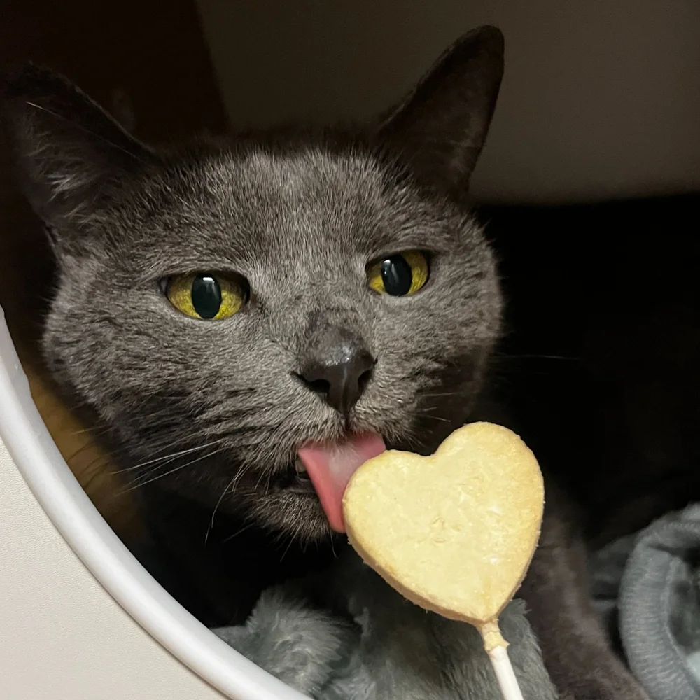 Kitty Cat Cafe and Adoption Lounge