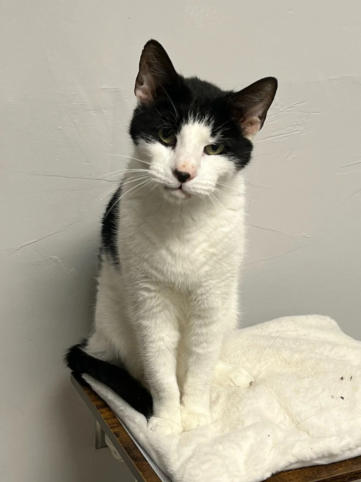 Our Cats — Kitty Cat Cafe and Adoption Lounge