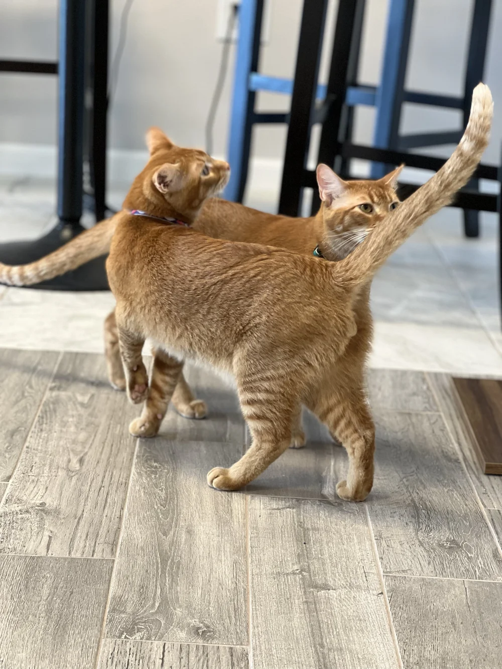 Our Cats — Kitty Cat Cafe and Adoption Lounge