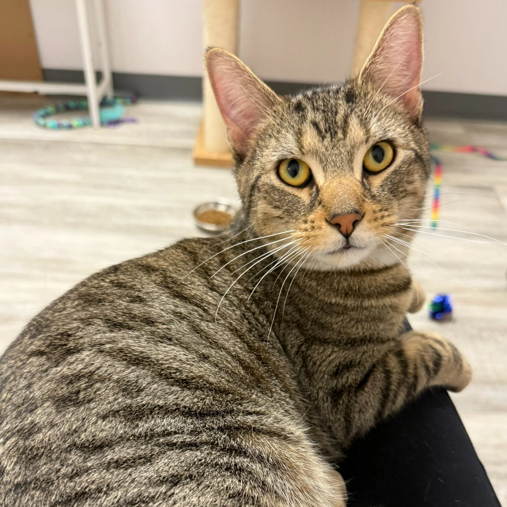 Our Cats — Kitty Cat Cafe and Adoption Lounge