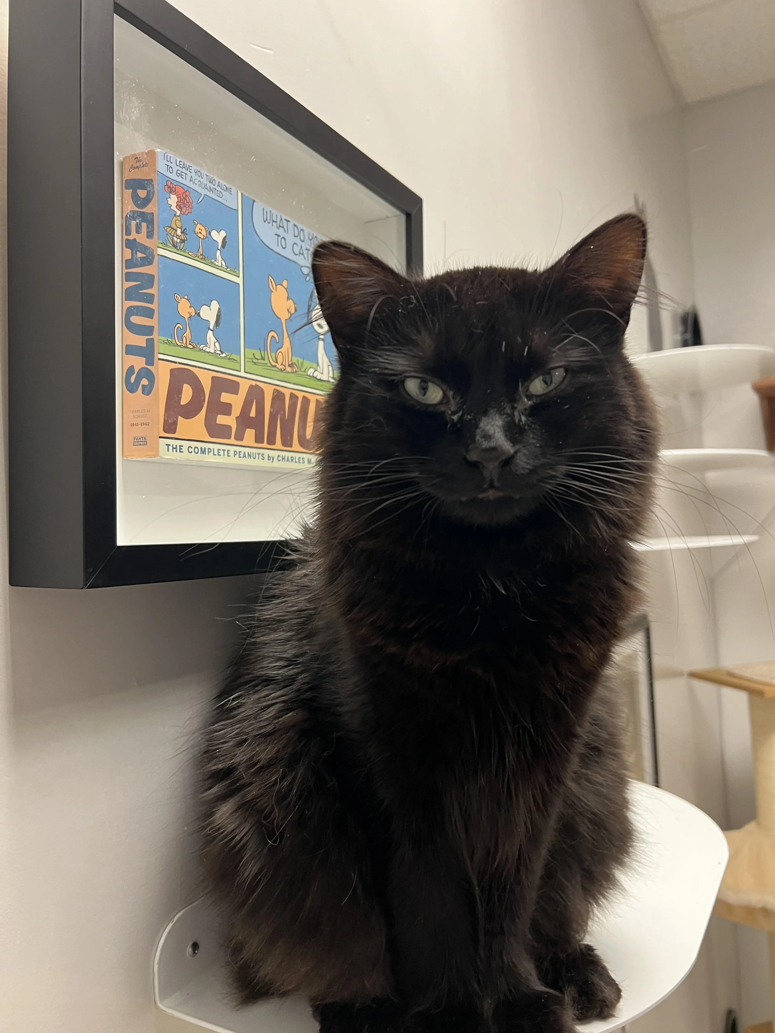 Our Cats — Kitty Cat Cafe and Adoption Lounge