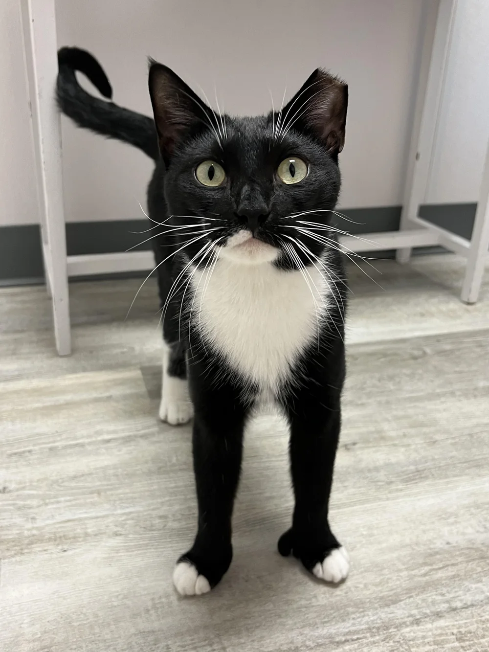 Our Cats — Kitty Cat Cafe and Adoption Lounge