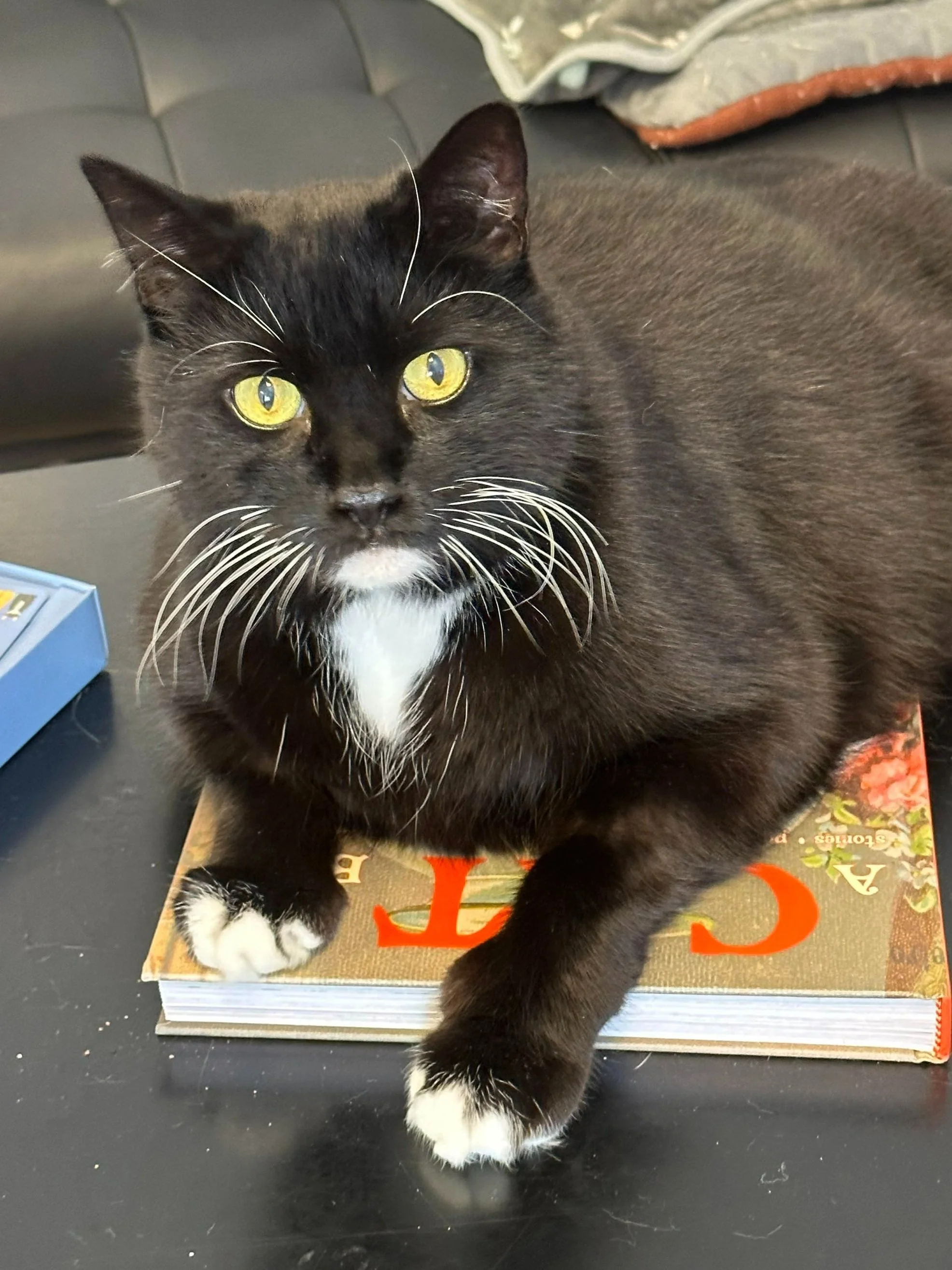 Our Cats — Kitty Cat Cafe and Adoption Lounge