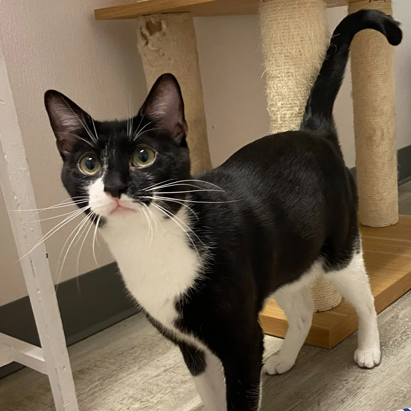 Our Cats — Kitty Cat Cafe and Adoption Lounge