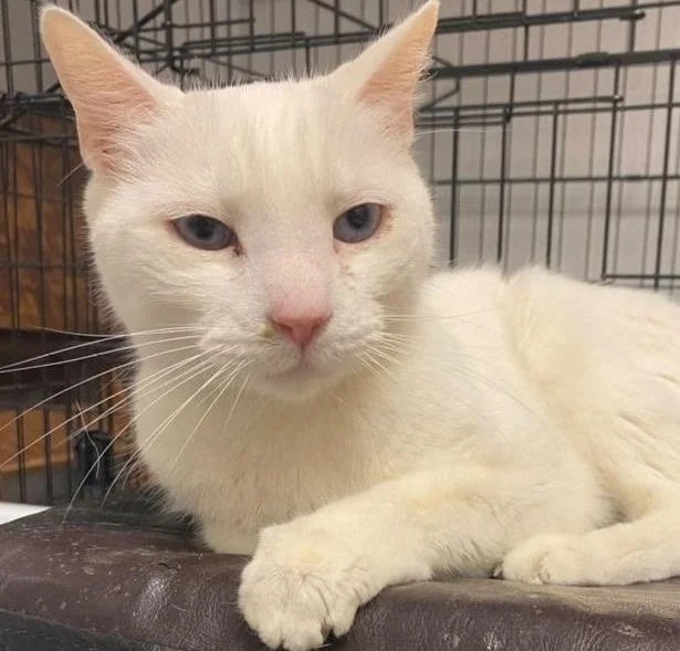 Our Cats — Kitty Cat Cafe and Adoption Lounge