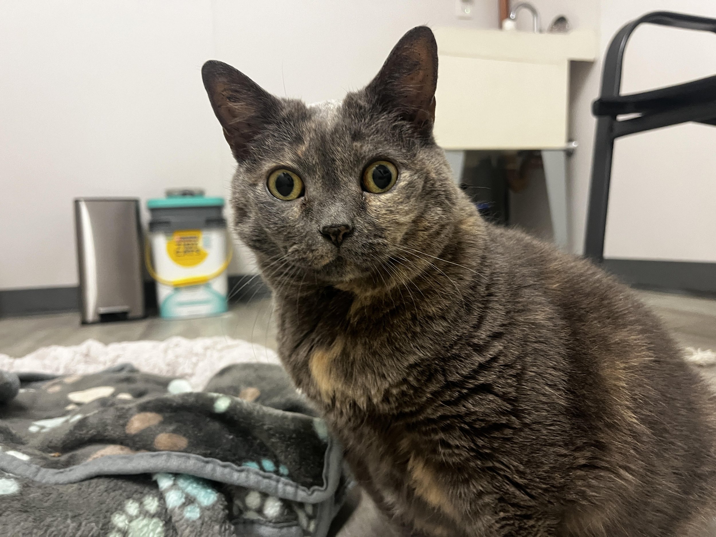 Our Cats — Kitty Cat Cafe and Adoption Lounge